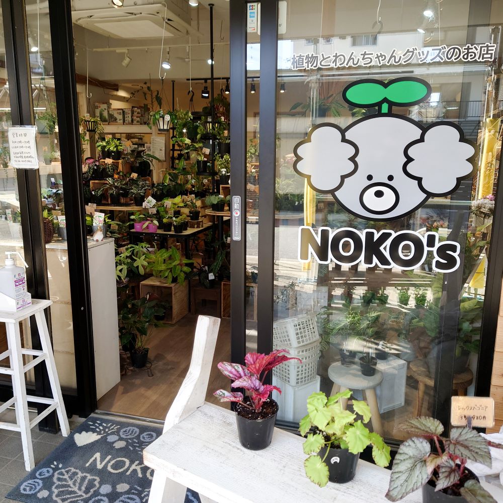 NOKO’s(ノコズ)植物とわんちゃんグッズの店、大阪の観葉植物ショップ – お花生活